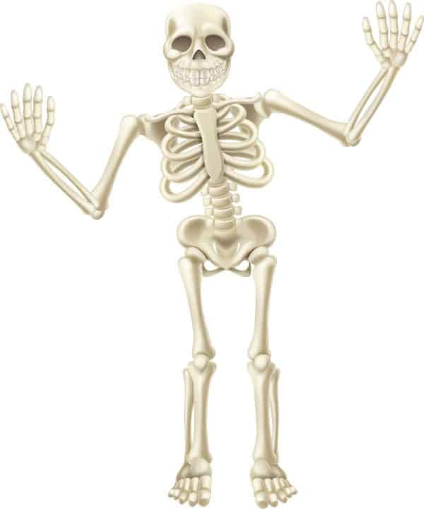 150+ Skeleton Puns | Skip To My Lou